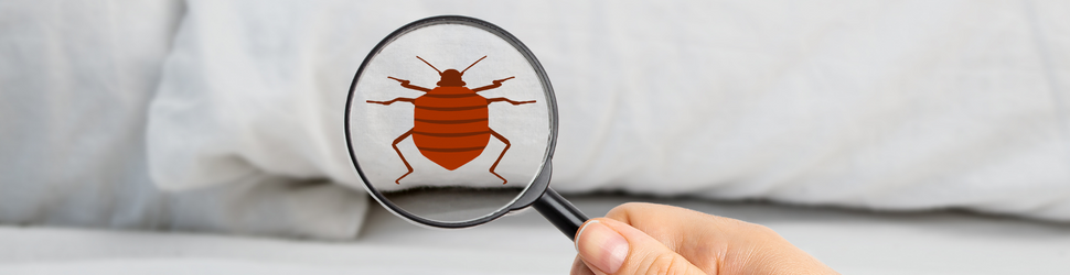 Bed Bugs - Top Tips on How to Get Rid of Bed Bugs - Blog