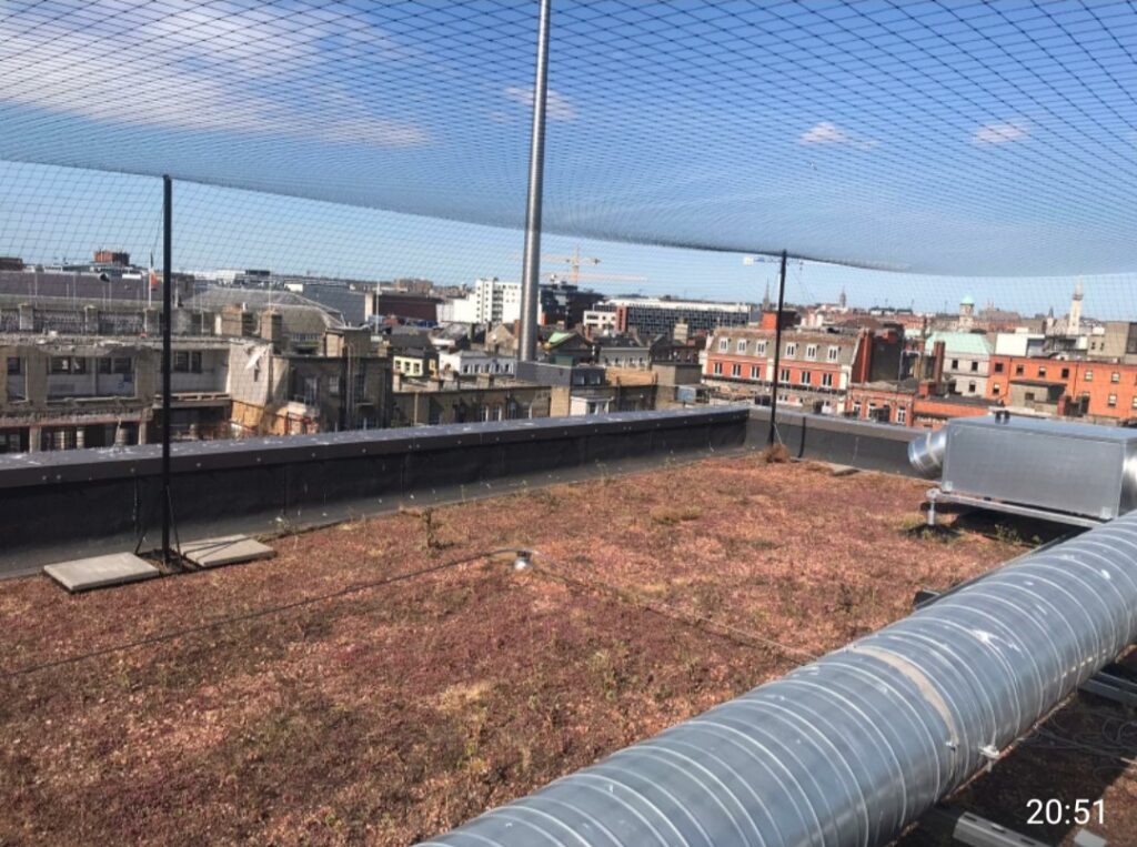 How To Get Rid Of Seagulls - Central Pest Control